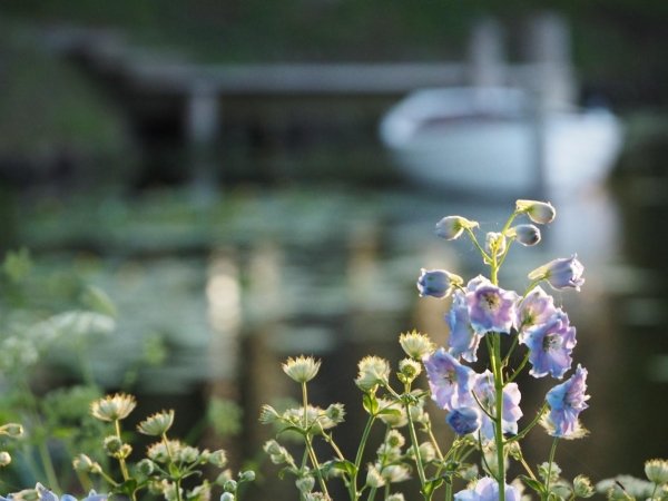 Vigtig Information for Den Romantiske Have